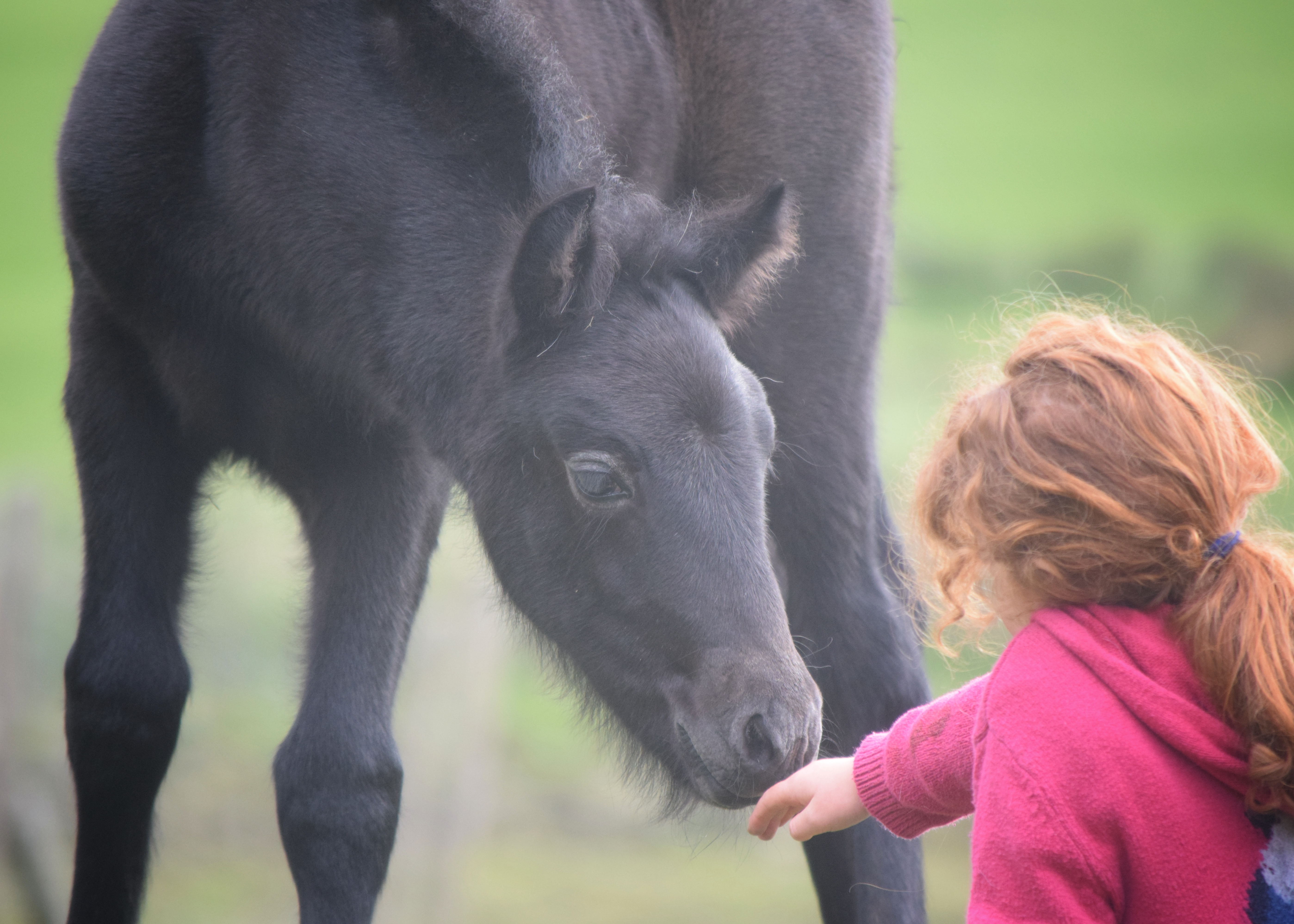 Heald Town Ponies Highland Pony Stud - Highland Ponies for Sale