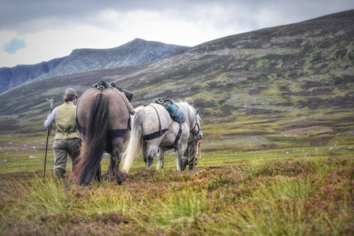 2 of a series of 6 - A3 Mounted Print - Heading to Royal Lochnagar ...