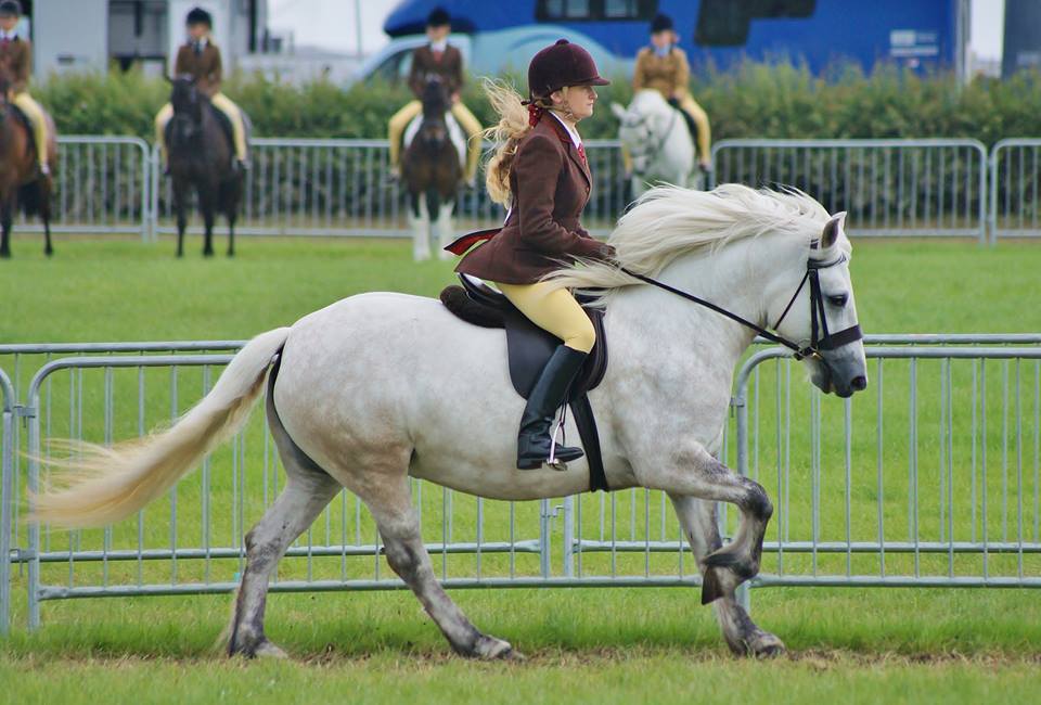Heald Town Highland Pony Stud -Lagalgarve Loch Lussa