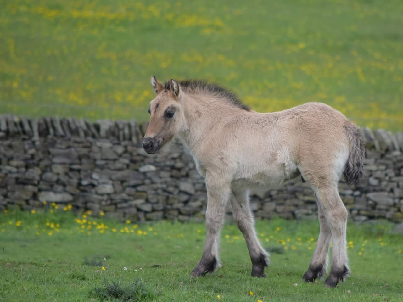 Heald Town Ponies Highland Pony Stud - Highland Ponies for Sale