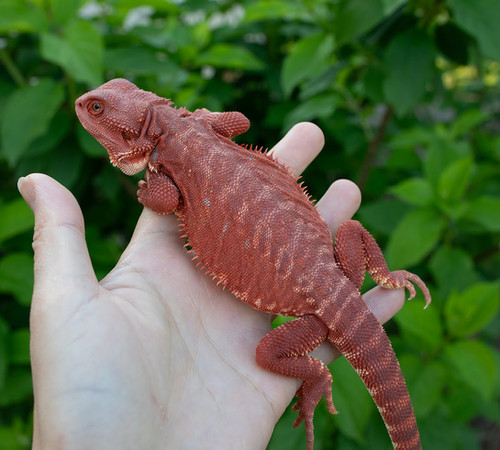 Hypo "Red Monster" Leatherback Female | Crazy Eye Creations