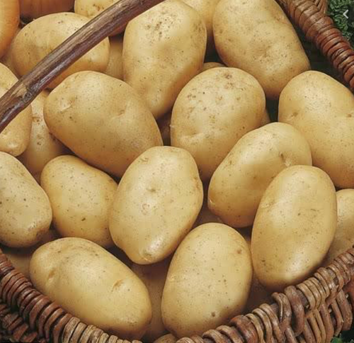 English Wilja Potatoes (£/500g) | Noel's Farm Shop