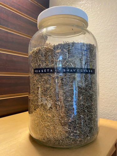 Horsetail Shavegrass | SACRED STONEZ