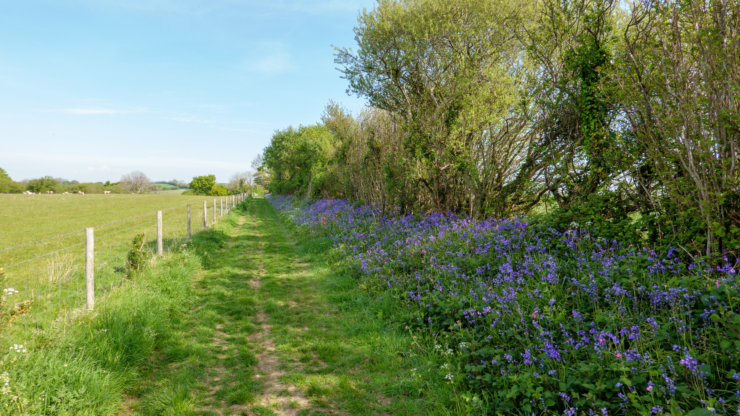 Stage 4 - Wessex Ridgeway - Maiden Newton to Lower Ansty - May 1st 2025