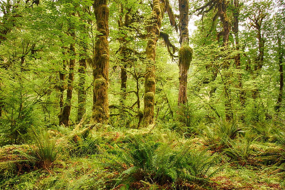 Conifers of Washington