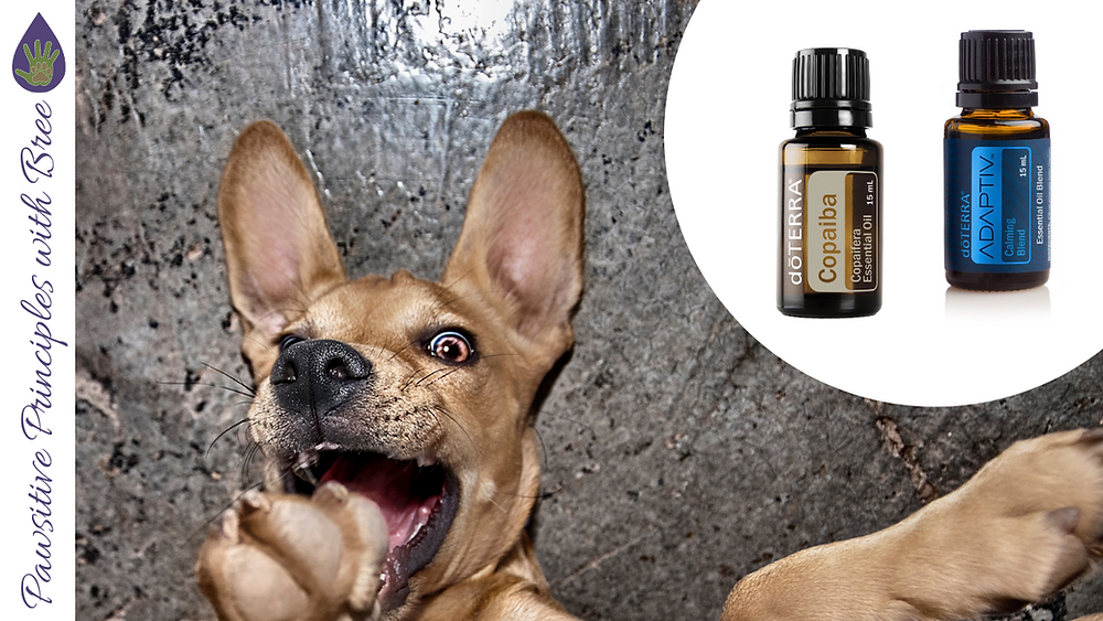 Is Your Dog Out of Control?