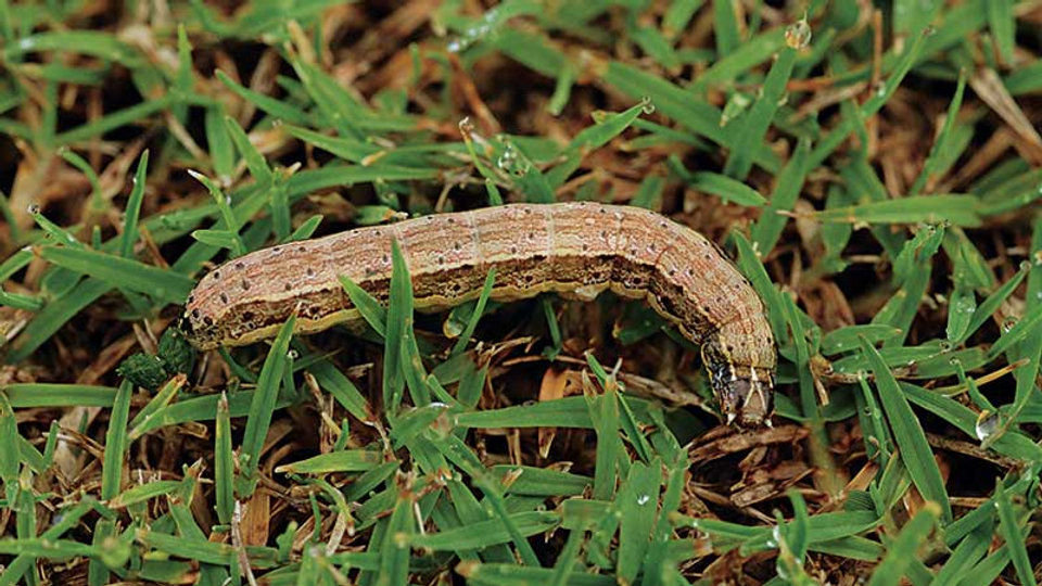 Armyworm Damage: Identification and Control