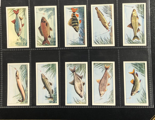 Badshah Tea Fish and Bait Tea Cards | JSCards