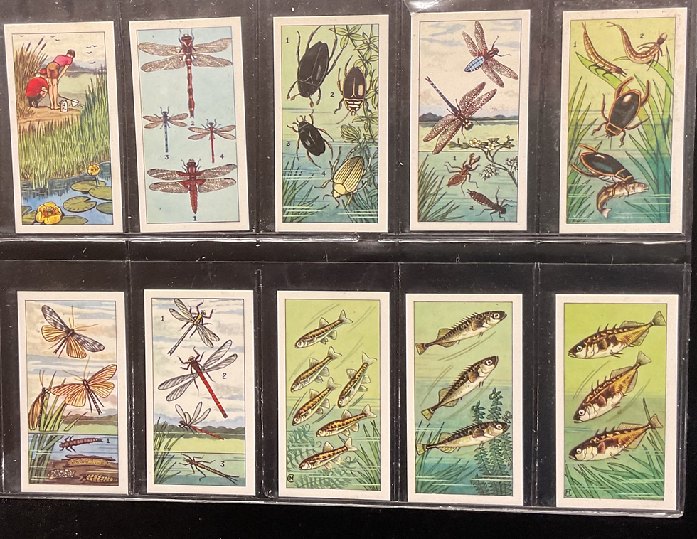 Pond Life Anonymous Trade Cards | JSCards