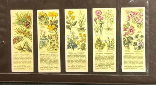 Typhoo Tea Wild Flowers In Their Families 2nd Series Tea Cards | JSCards