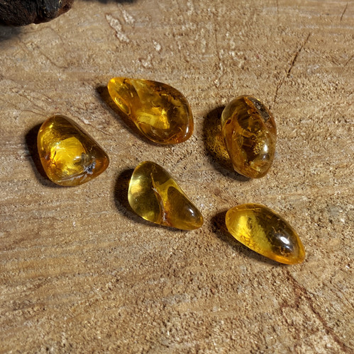 Ambre - taille 1 - Pologne | Bois des Eldars