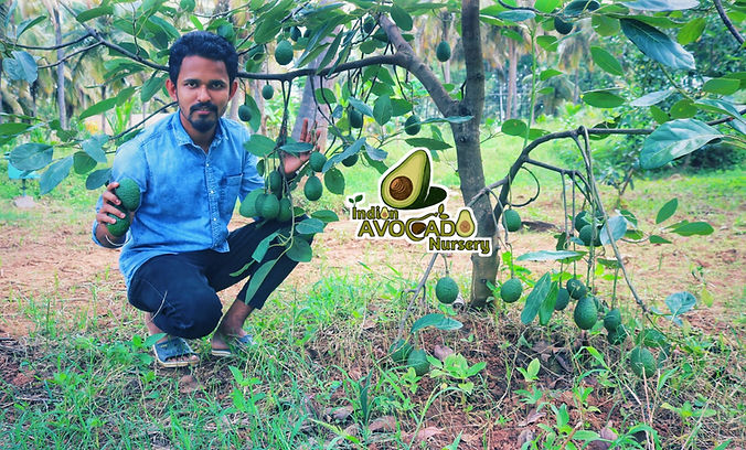 Home | Indianavocadonursery