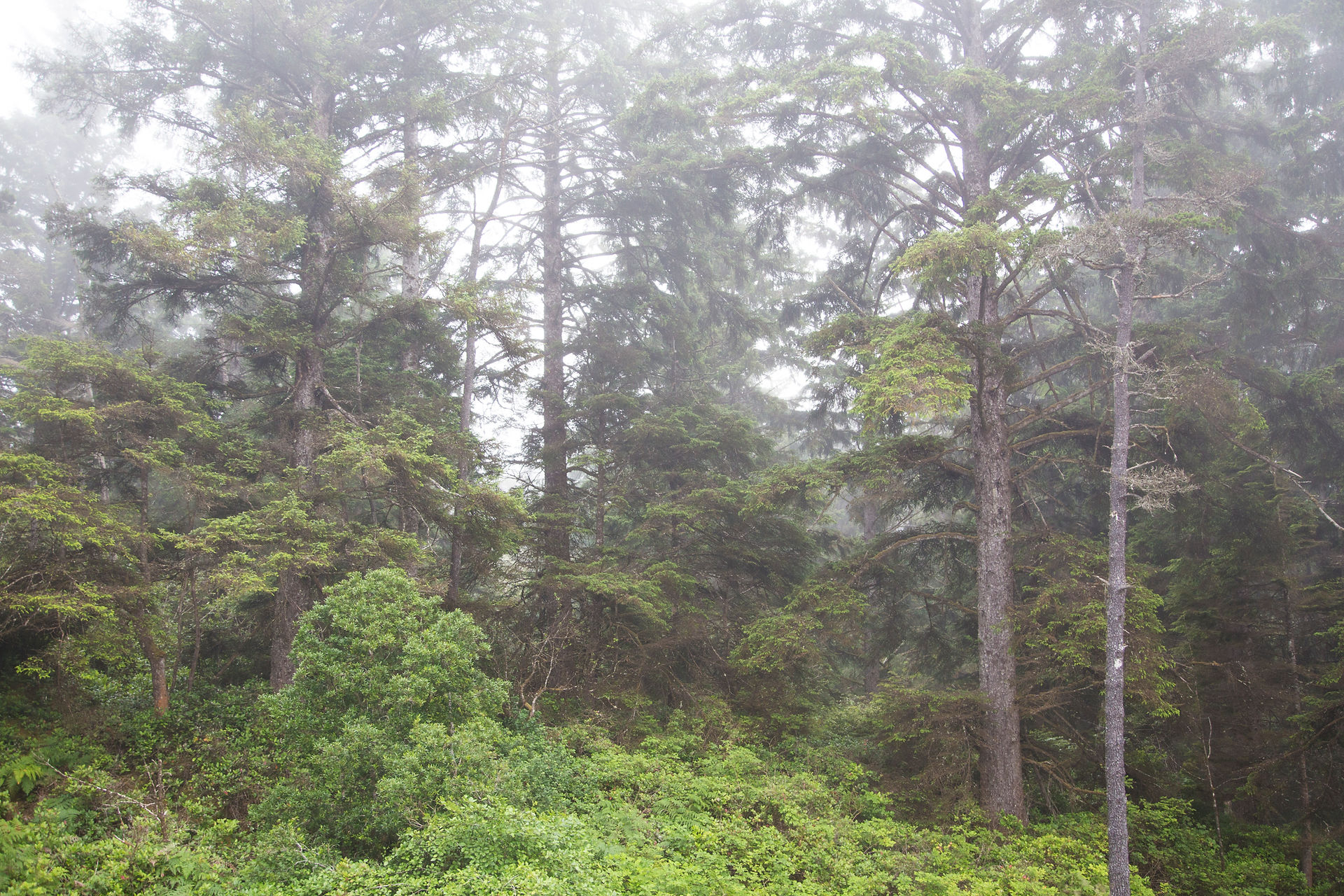 Contact | Pacific Pines Ranch