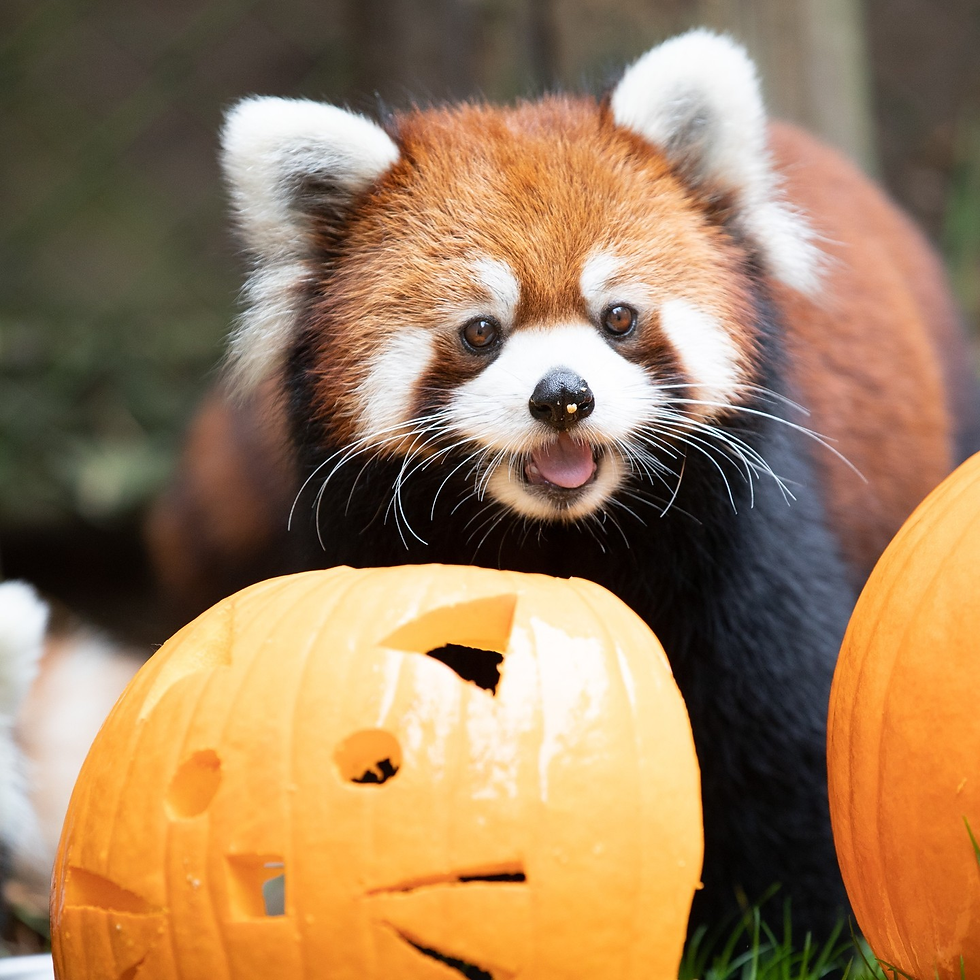 Kid Friendly Halloween Events In Seattle kid-friendly-halloween-events-in-seattle