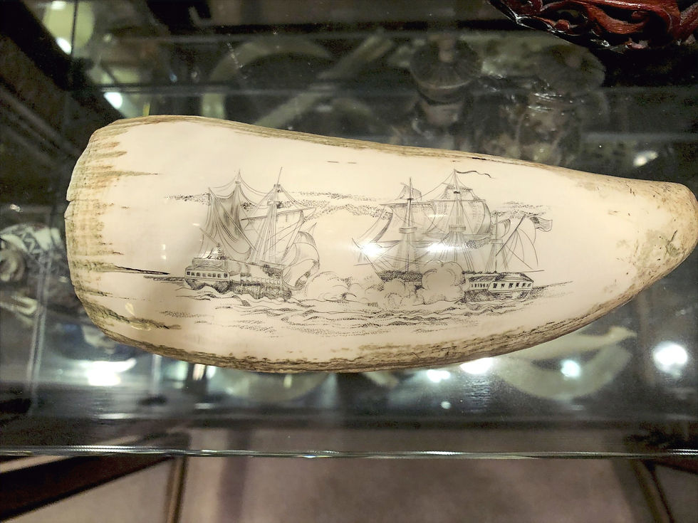 Large scrimshawed Whales Tooth | America’s Artifacts