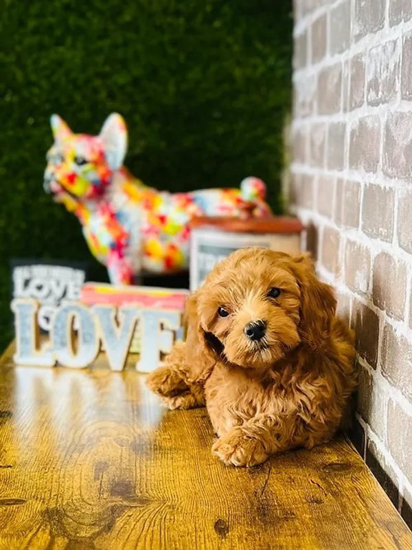 Grooming Basics: Keeping Your Puppy Clean and Healthy