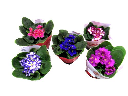 Violeta | Maison Garden