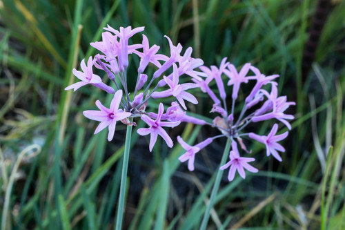 Wild Garlic - Wilde Knoffel | Meldeco Permaculture