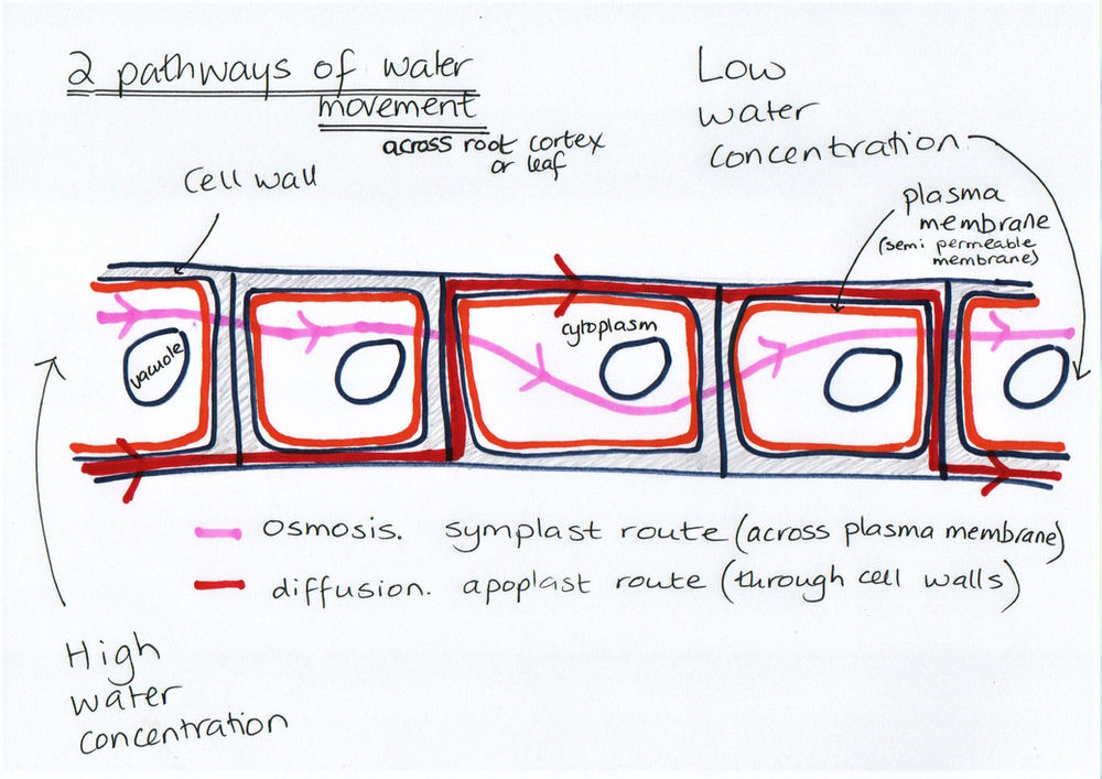 R2101 Going Up! The Pathway of Water Uptake in the Plant.