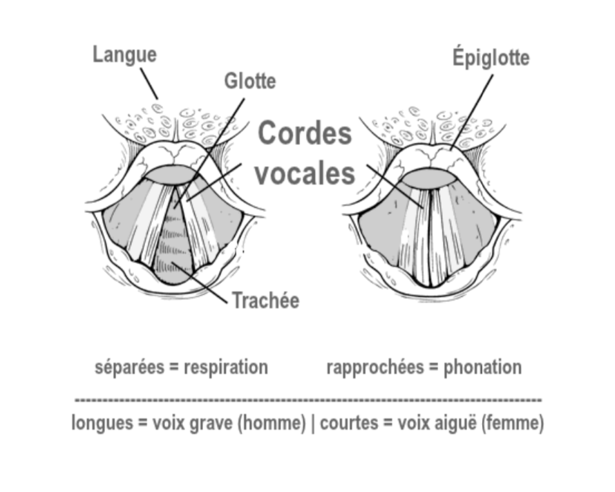 Anatomie du chanteur