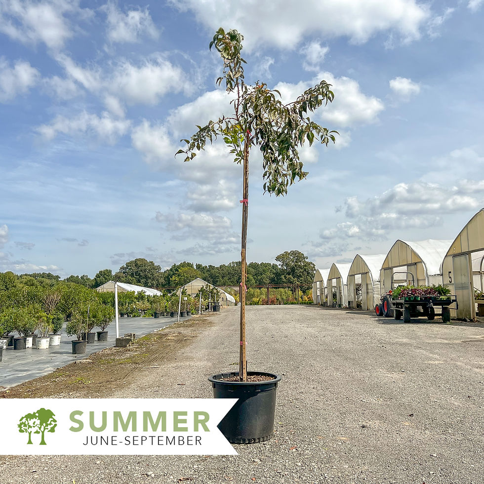 Shop Trees | Shepherd's Landscape Supply | Huntersville, NC 8/14
