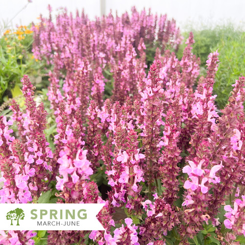 Rose Marvel Meadow Sage - Salvia nemorosa 'Rose Marvel' | Shepherdssupply