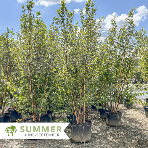 Dura-Heat® River Birch - Betula nigra 'BNMTF' | Shepherdssupply