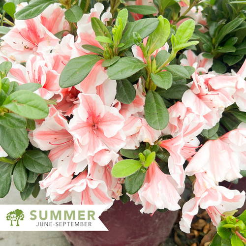 Autumn Starburst® Encore® Azalea – Rhododendron ‘Robleze’ | Shepherdssupply