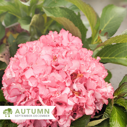 Fire Island Hydrangea - Hydrangea macrophylla 'HORTFIRE' | Shepherdssupply