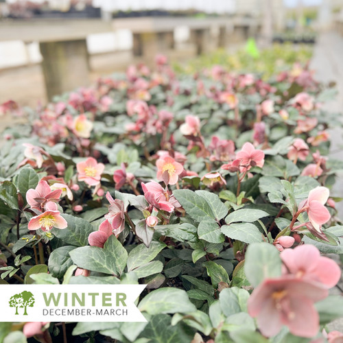 Merlin Lenten Rose – Helleborus x ballardiae 'COSEH 810' | Shepherdssupply