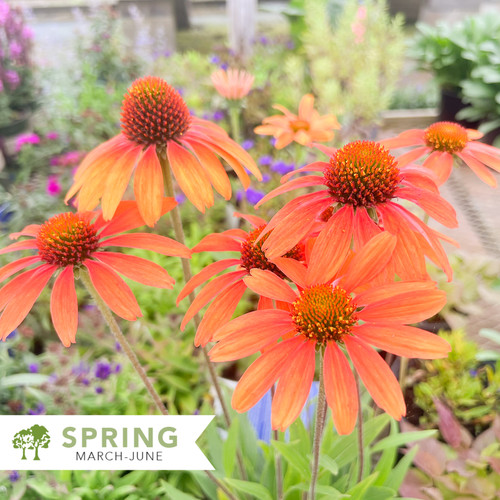 Tiger Eye Coneflower – Echinacea Hybrid 'Tiger Eye' | Shepherdssupply