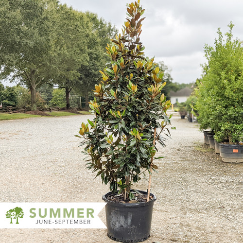 Little Gem Magnolia - Magnolia grandiflora 'Little Gem' | Shepherdssupply
