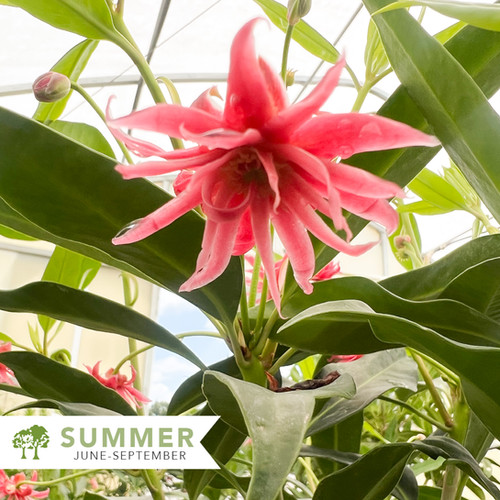 Woodland Ruby Anise – Illicium 'Woodland Ruby' | Shepherdssupply