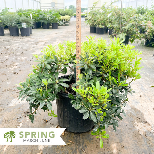 Wheeler's Dwarf Japanese Pittosporum – Pittosporum tobira 'Wheeler's ...