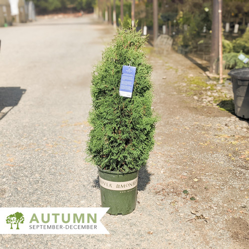 Holmstrup Arborvitae – Thuja occidentalis 'Holmstrup' | Shepherdssupply