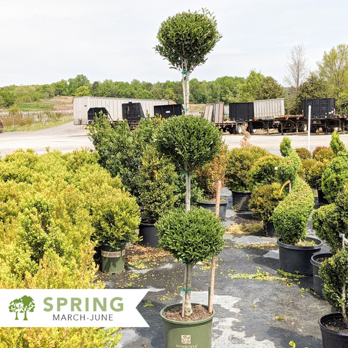 3 Ball Poodle Emerald Colonnade Topiary | Shepherdssupply