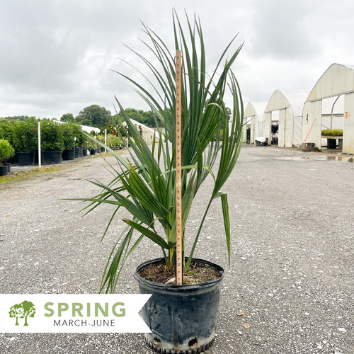 Dwarf Palmetto Palm - Sabal minor | Shepherdssupply