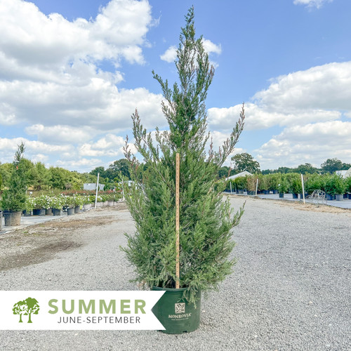 Hetzii Green Columnar Juniper - Juniperus chinensis 'Hetzii Columnaris ...