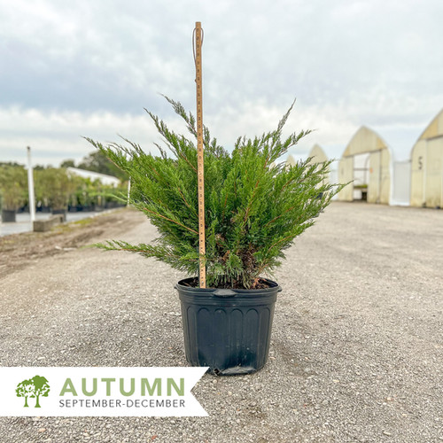 Sea Green Juniper - Juniperus x pfitzeriana 'Sea Green' | Shepherdssupply