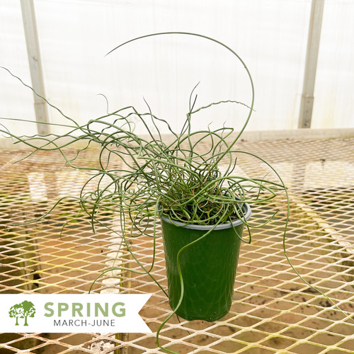 Big Twister Rush – Juncus effusus 'Big Twister' | Shepherdssupply