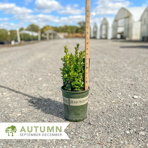 Petite Pillar™ Dwarf Boxwood – Buxus sempervirens 'MonAlex ...