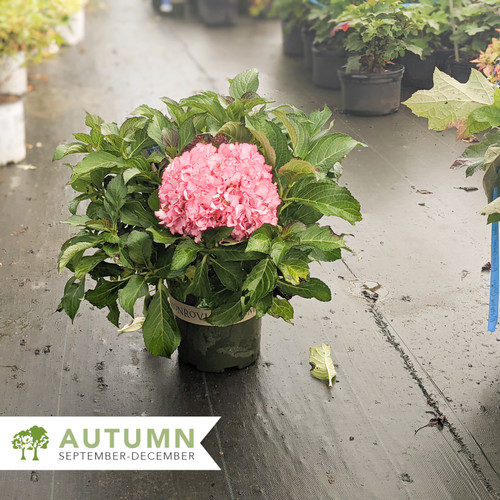 Fire Island Hydrangea - Hydrangea macrophylla 'HORTFIRE' | Shepherdssupply