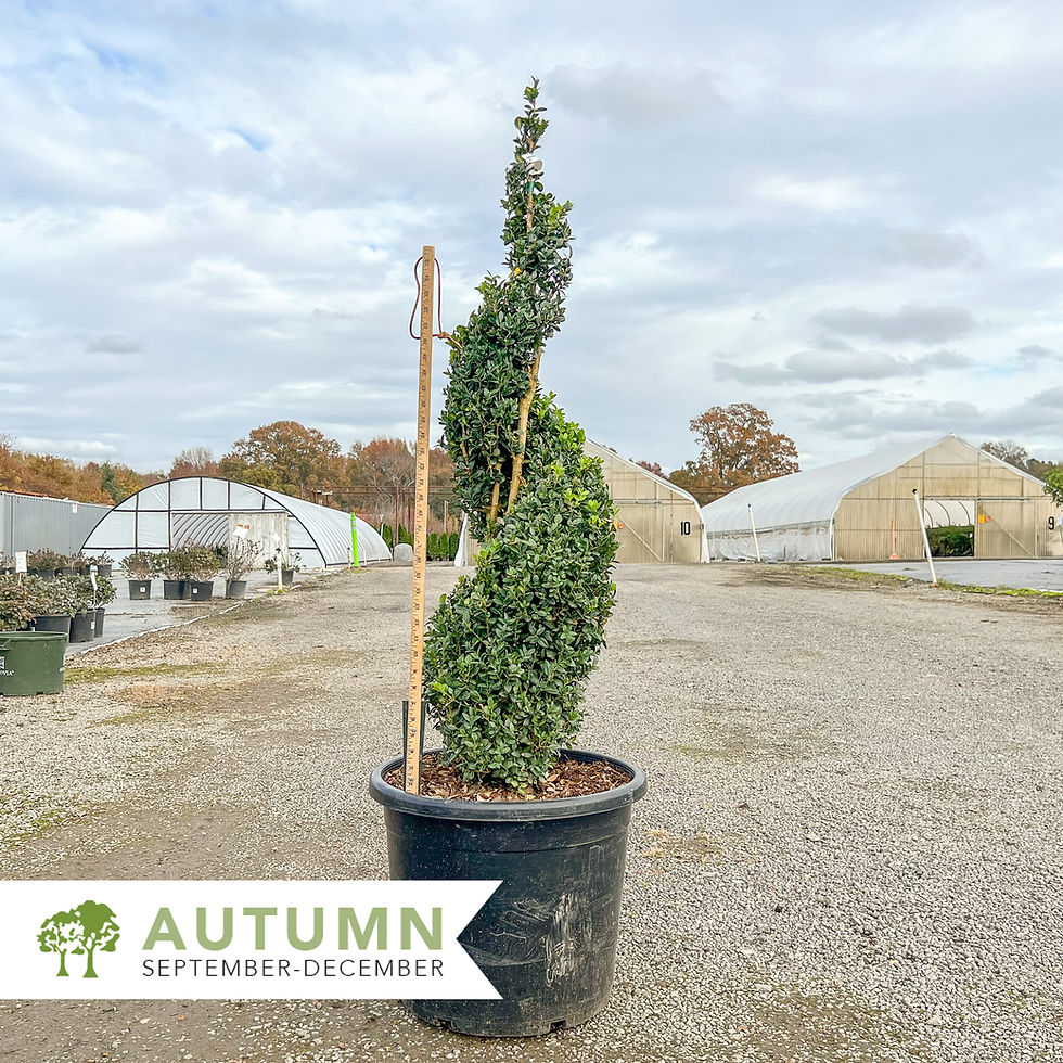 Shop Shrubs | Shepherd's Landscape Supply | Huntersville, NC