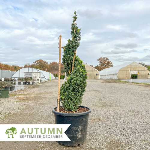 Spiral Dee Runk Boxwood Topiary - Buxus sempervirens 'Dee Runk ...