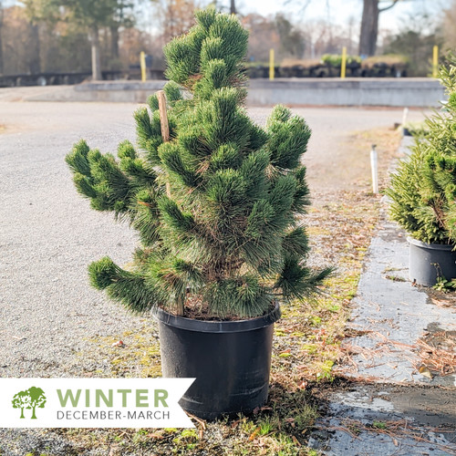 Thunderhead Japanese Black Pine – Pinus thunbergii 'Thunderhead ...
