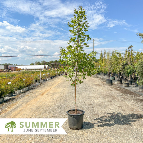 Legacy Sugar Maple - Acer saccharum 'Legacy' | Shepherdssupply