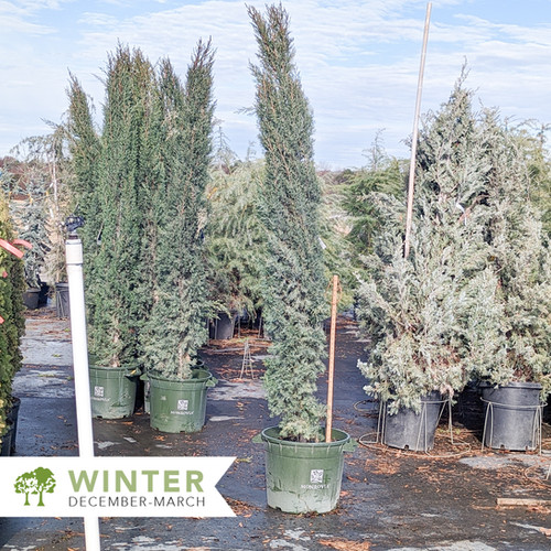 Blue Italian Cypress – Cupressus sempervirens 'Glauca' | Shepherdssupply