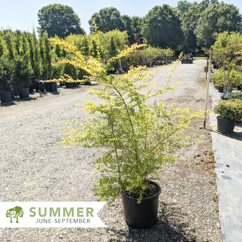 Sunshine Ligustrum - Ligustrum sinense 'Sunshine' | Shepherdssupply