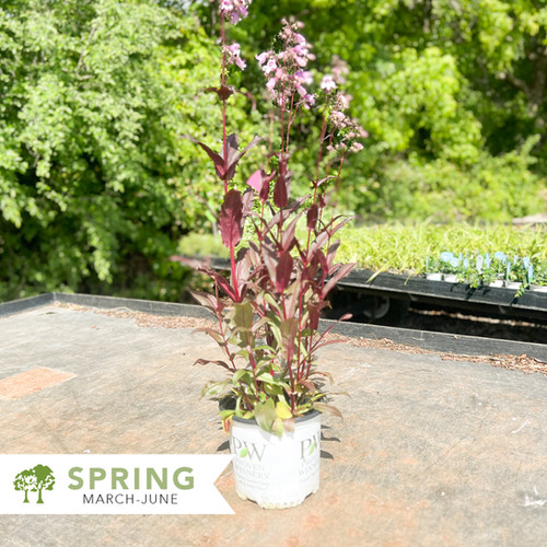 Midnight Masquerade Penstemon – Penstemon 'Midnight Masquerade ...