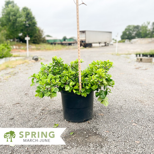 Maryland Dwarf American Holly - Ilex opaca 'Maryland Dwarf ...